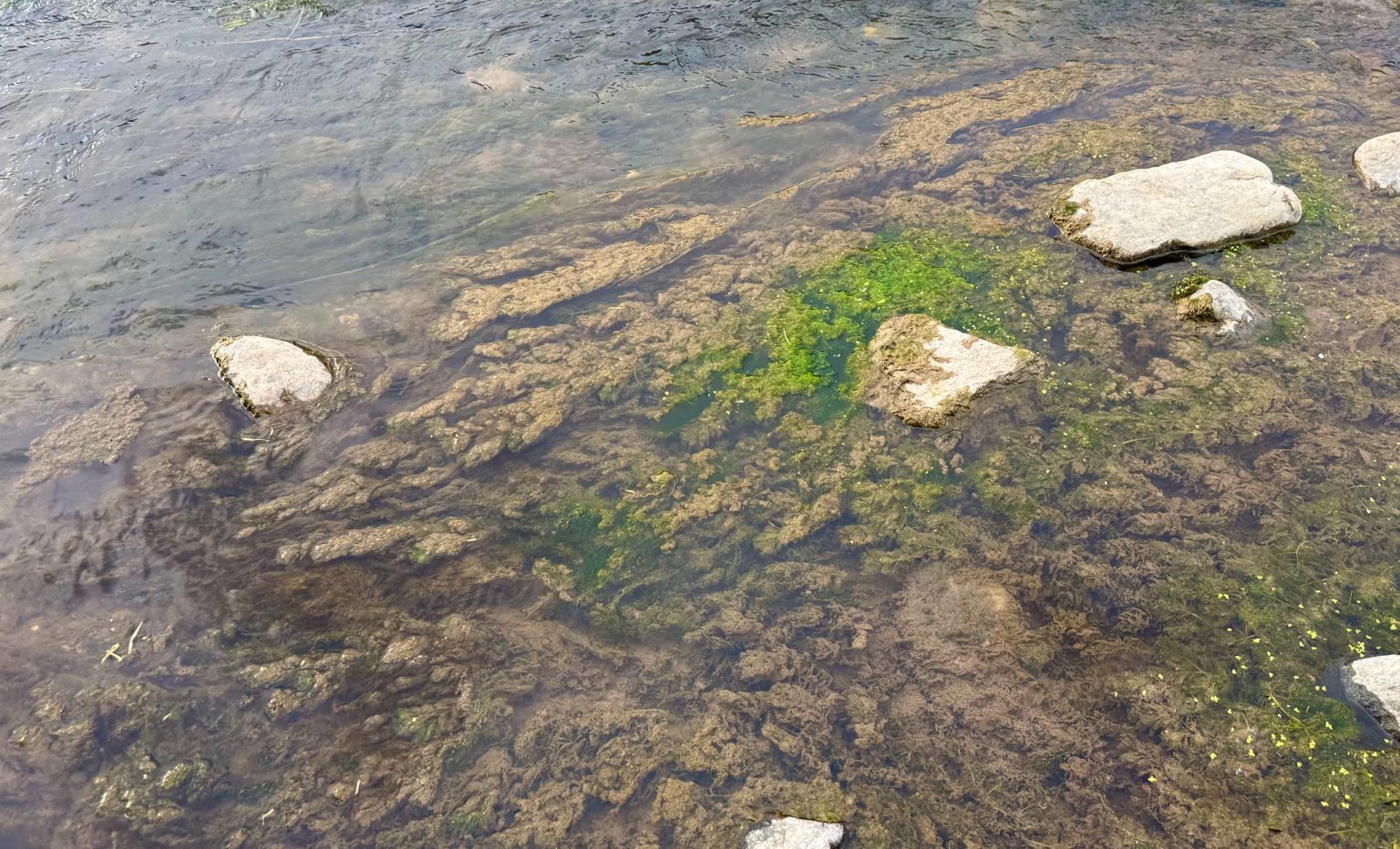 Low River Flows, High Water Temperatures and Rio Grande Algae Blooms ...